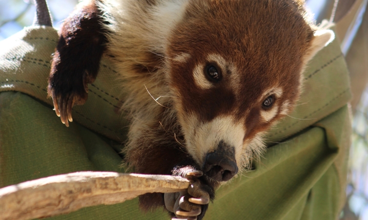 Chi | Southwest Wildlife Conservation Center