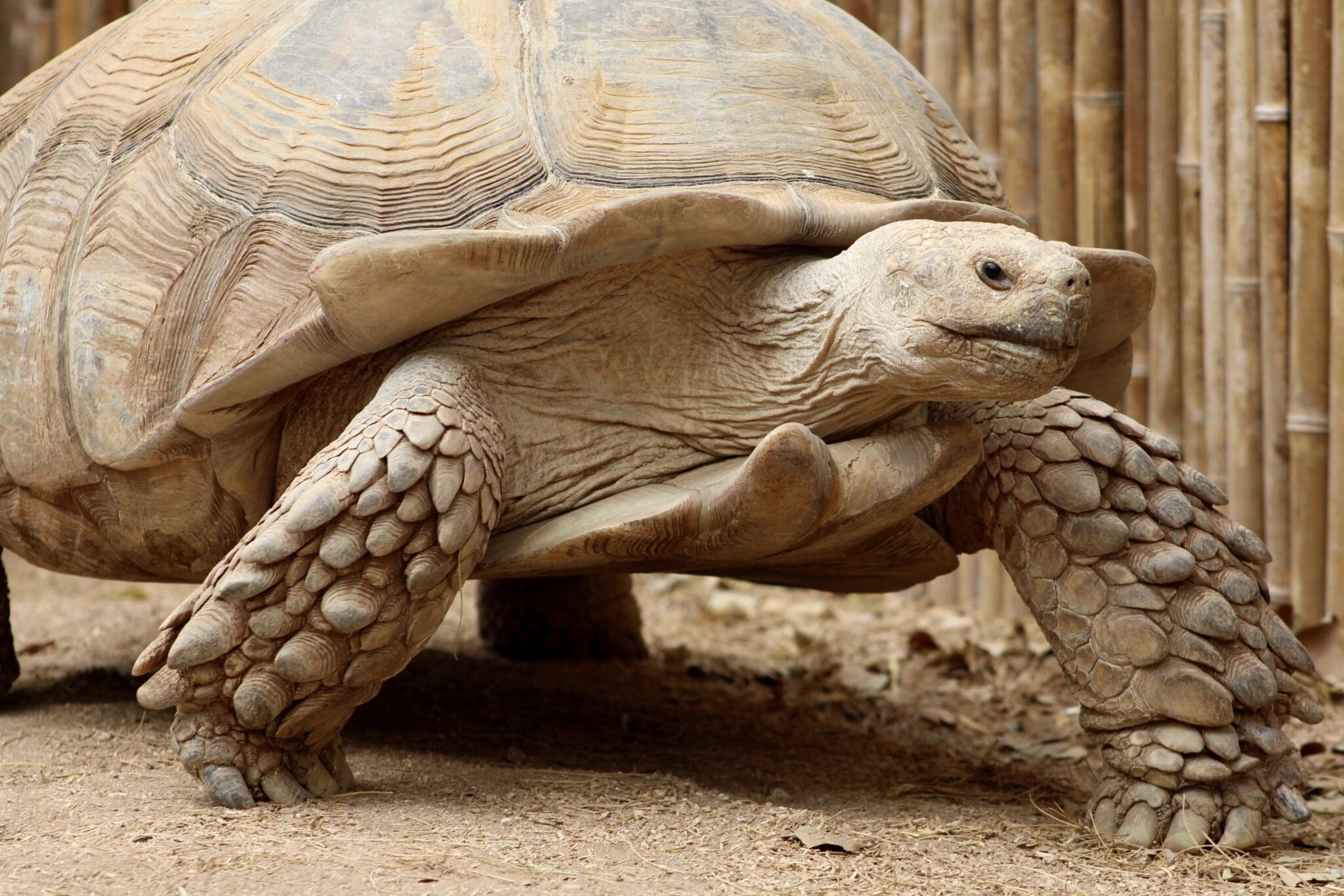 Goliath | Southwest Wildlife Conservation Center