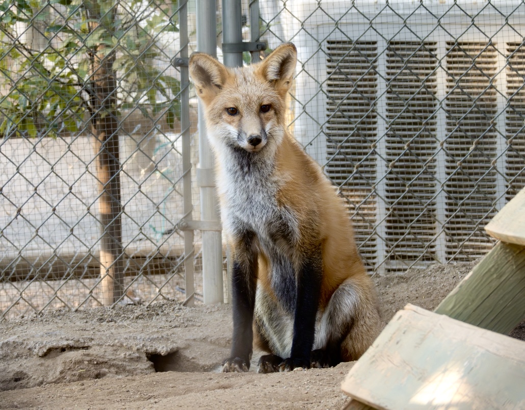 Sanctuary Wildlife | Southwest Wildlife Conservation Center