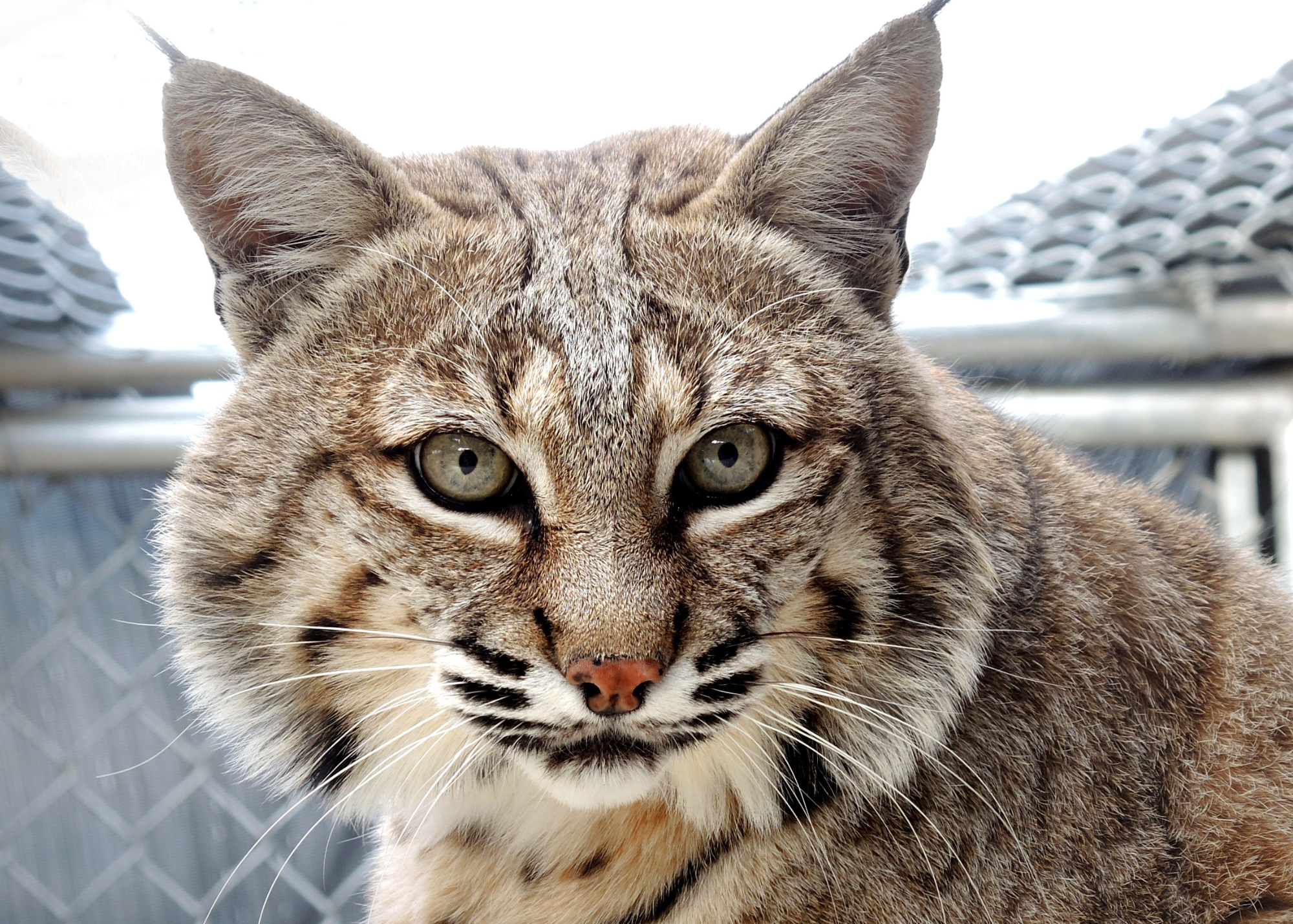 Sanctuary Wildlife | Southwest Wildlife Conservation Center