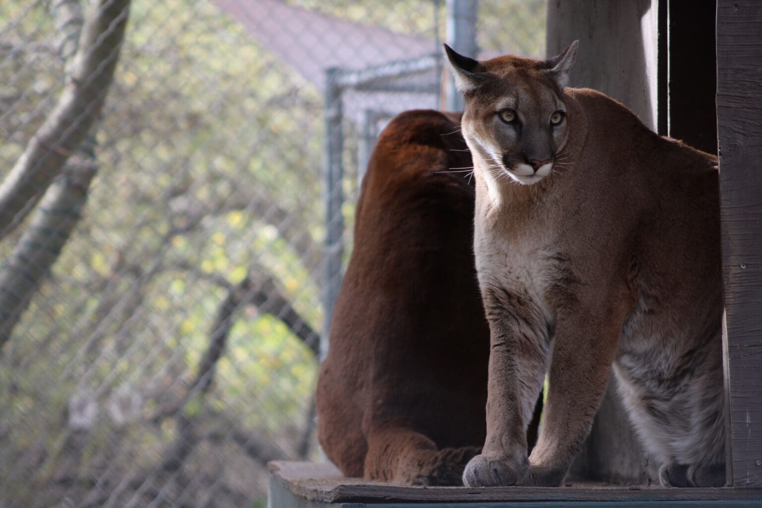 Walk with Wildlife Tour | Southwest Wildlife Conservation Center