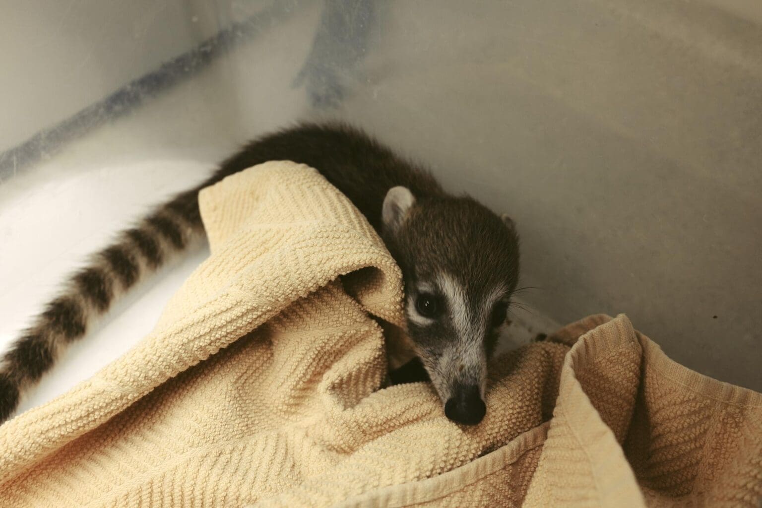 Three Baby Coatis in Two Weeks! | Southwest Wildlife Conservation Center