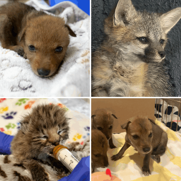 Baby Season is in Full Swing | Southwest Wildlife Conservation Center