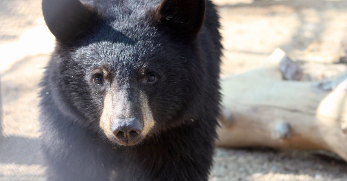 About | Southwest Wildlife Conservation Center