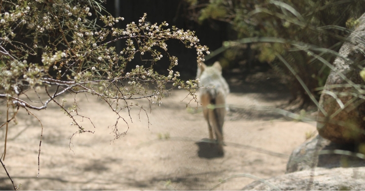 Releasing Wildlife Back to the Wild | Southwest Wildlife Conservation ...