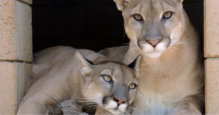 Contact | Southwest Wildlife Conservation Center