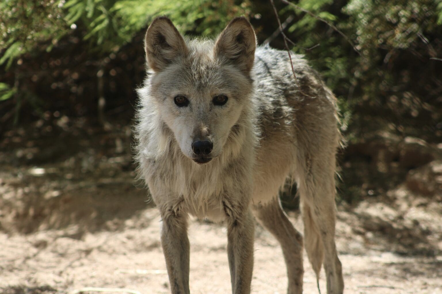 Mexican Wolf Conservation | Southwest Wildlife Conservation Center