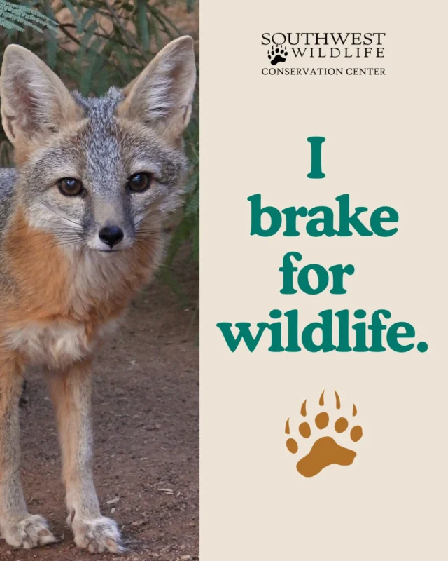 Contact | Southwest Wildlife Conservation Center
